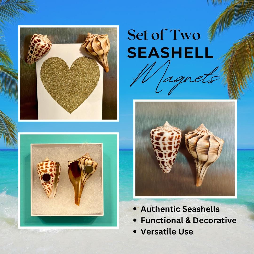 Seashell Magnets - Set of 2- Alphabet Cone- Lightning Whelk- Coastal ...