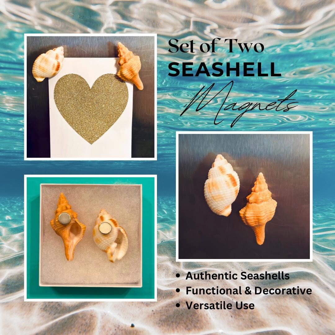 Seashell Magnets Set of 2 Florida Horse Conch-nutmeg Shell Coastal ...
