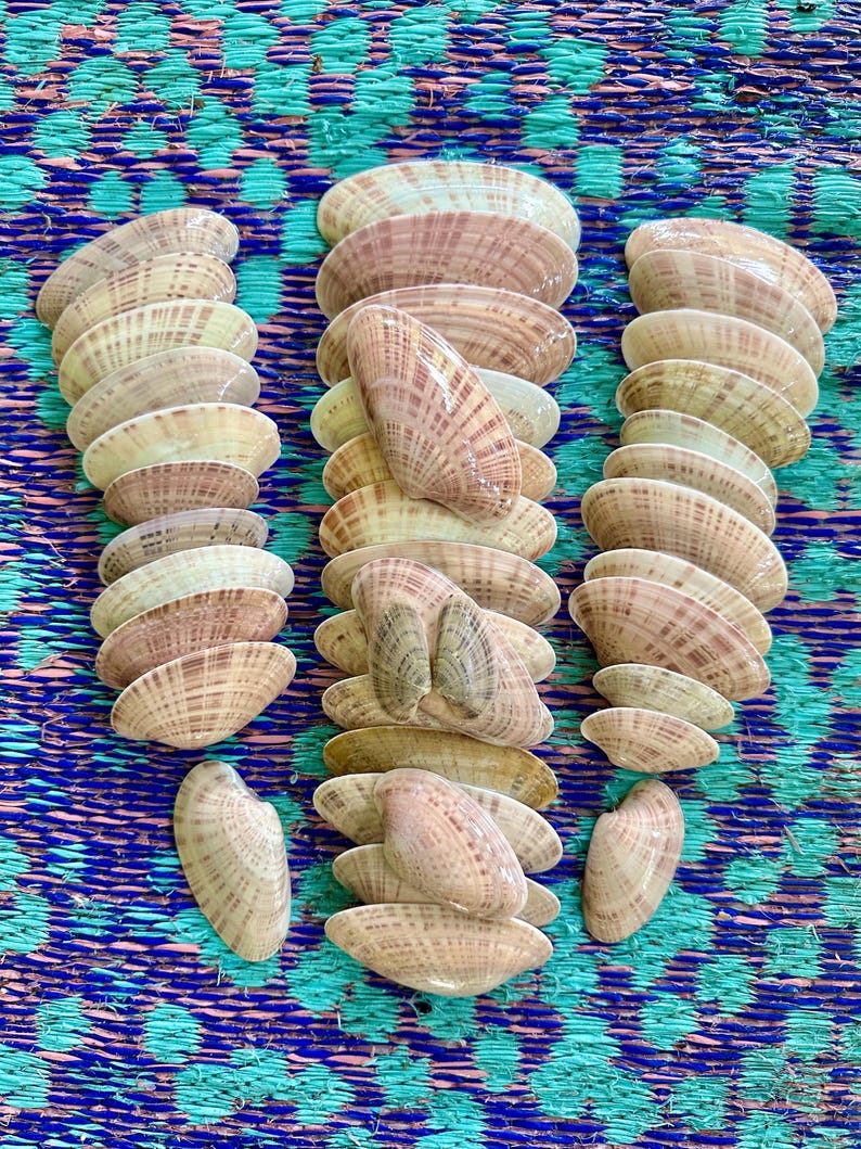 Bulk Seashells 40 Sunray Venus Shells Seashell Crafts Marco Island Sanibel Island Shell Crafts ...