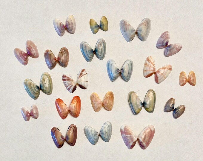 Coquina Seashells- Set of 20 Conjoined Coquina Shells- Bulk Seashells ...