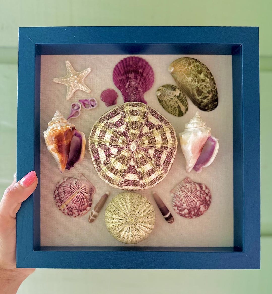 Framed Seashell Wall Art 9x9 Seashell Shadow Box Seashell Art Coastal ...