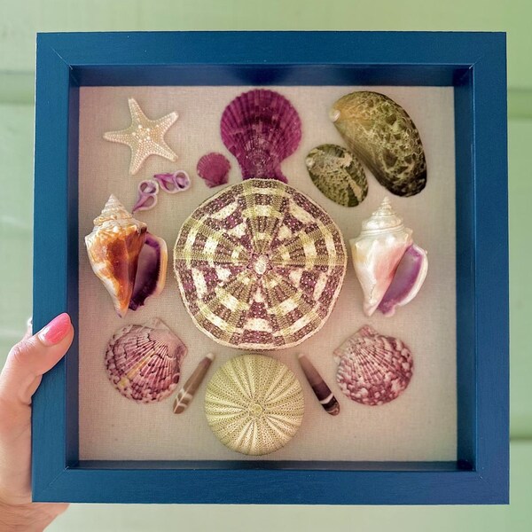 Seashell Shadow Box - Etsy