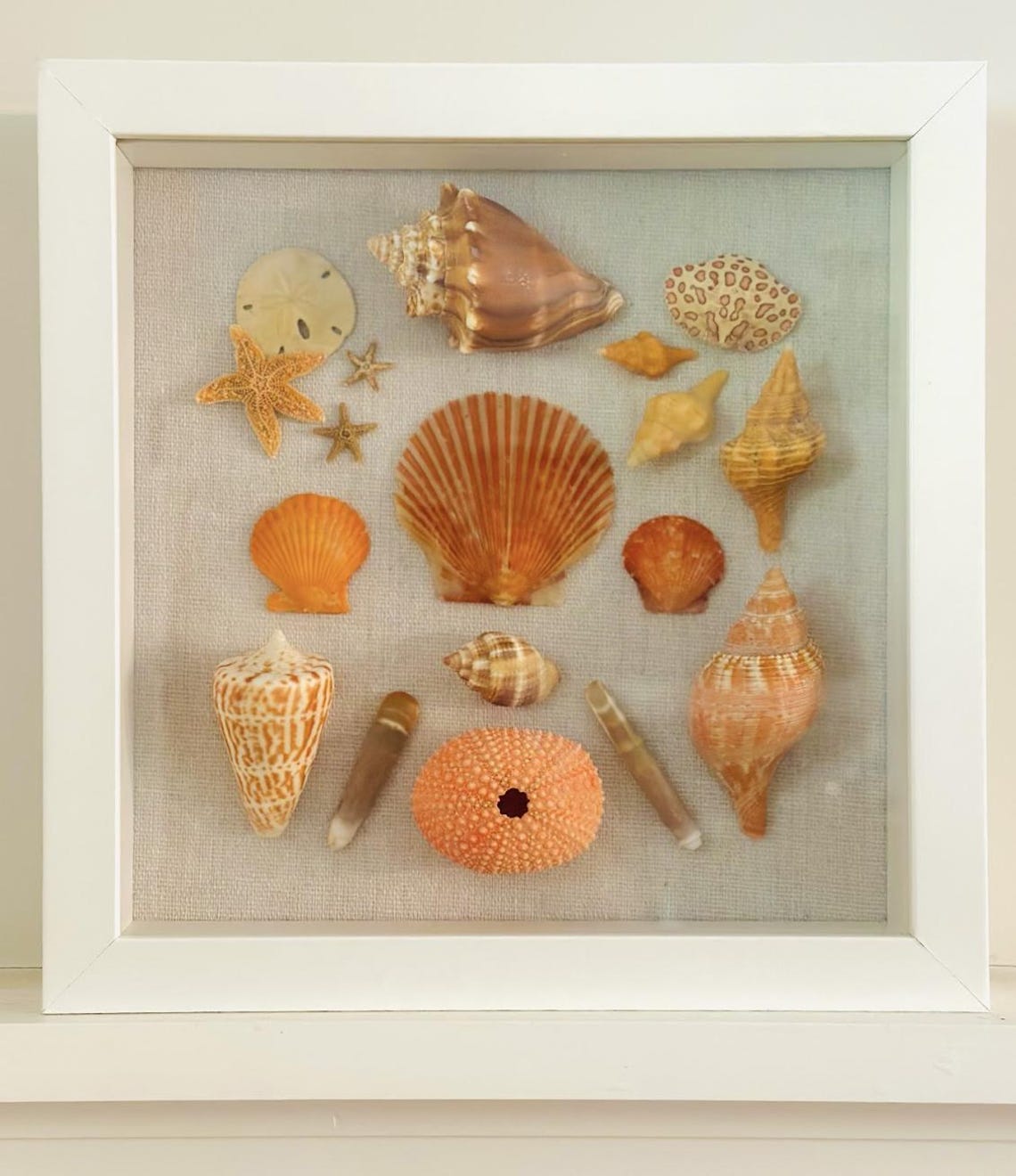 Framed Seashell Wall Art 8x8 Seashell Shadow Box Orange Seashells ...