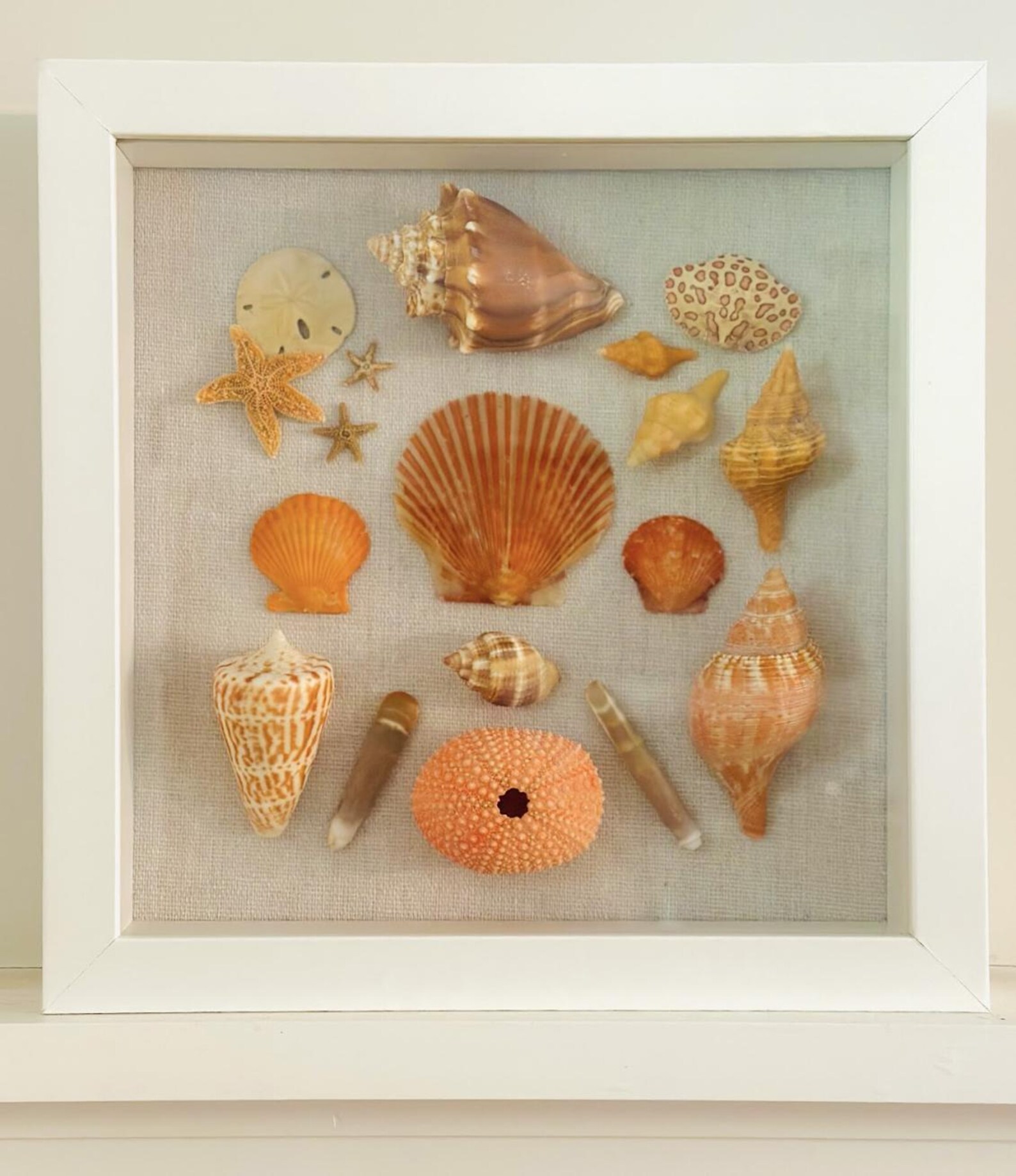 Framed Seashell Wall Art 8x8 Seashell Shadow Box Orange Seashells ...