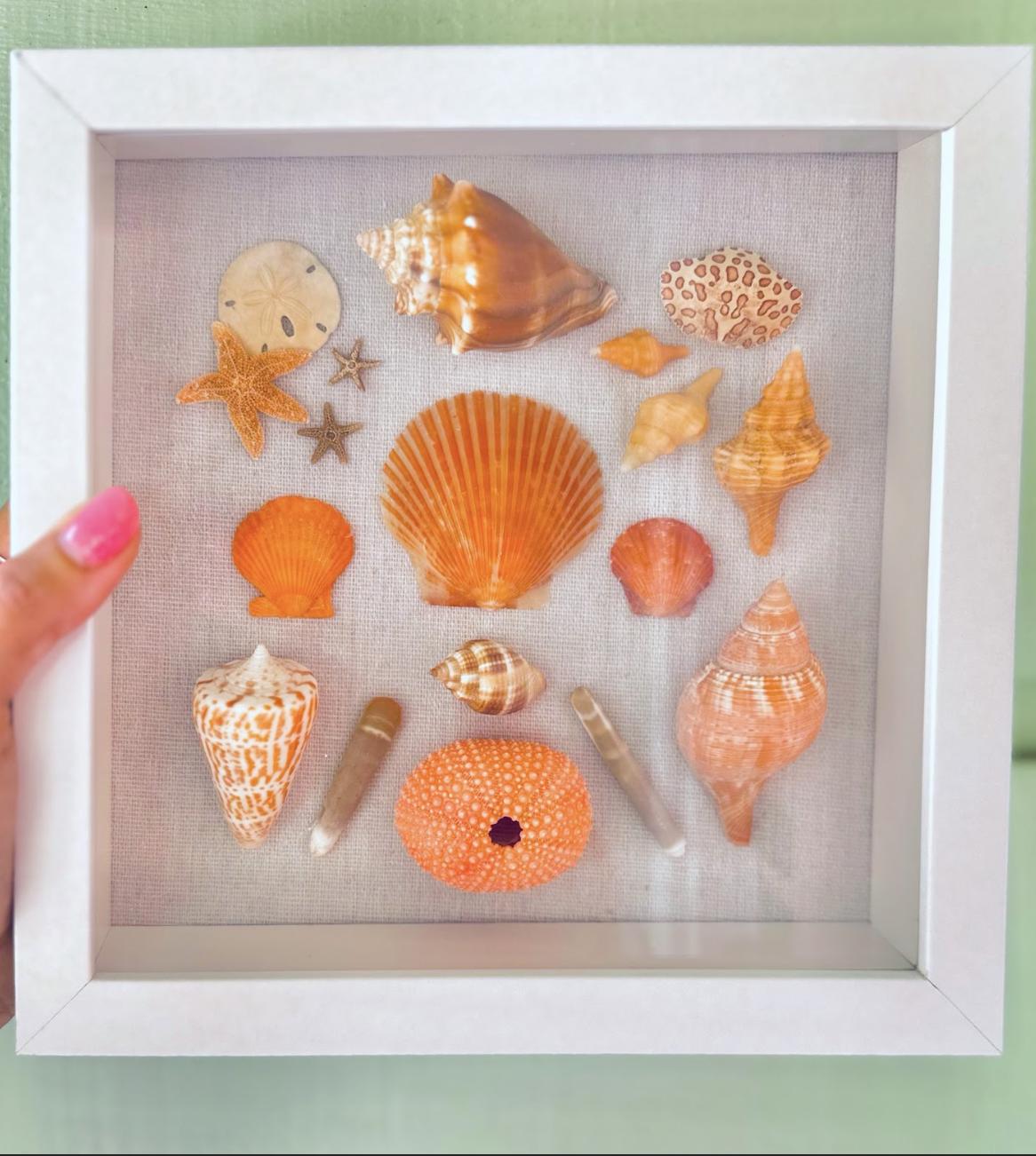 Framed Seashell Wall Art 8x8 Seashell Shadow Box Orange Seashells ...