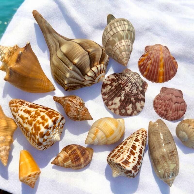 Assorted Seashells - Etsy