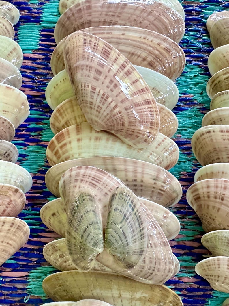Bulk Seashells 40 Sunray Venus Shells Seashell Crafts Marco Island ...