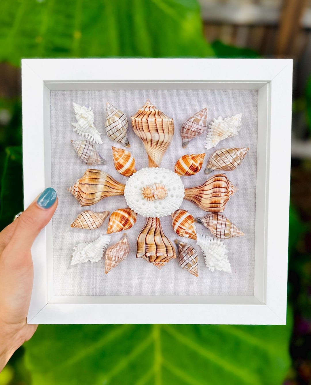 Framed Seashell Wall Art- 8x8 Seashell Shadow Box- Lightning Whelk ...