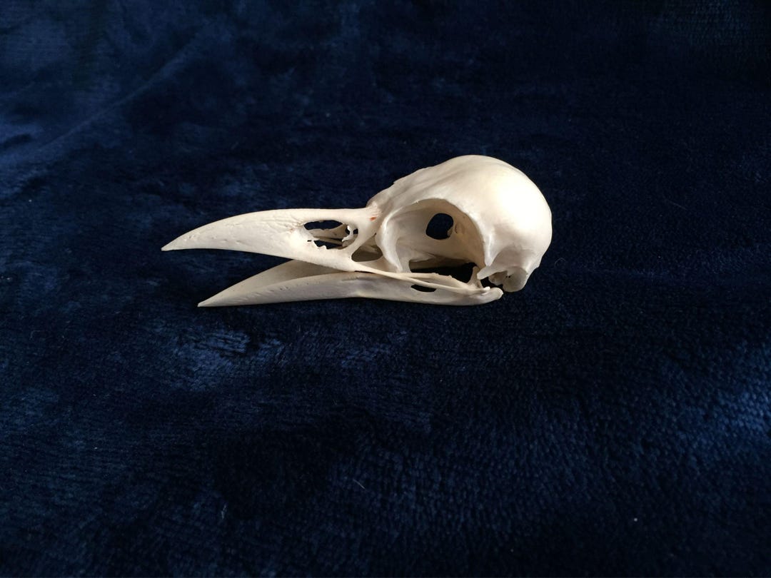 Bare Carrion Crow Skull,hand Finished,genuine Natural Bone,corvus ...