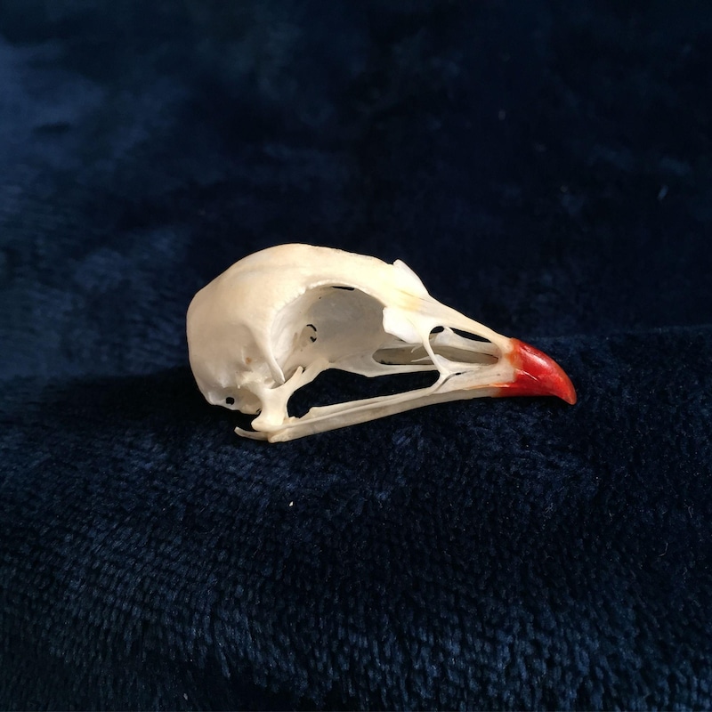 Paper Mache Bird Heads - Etsy UK