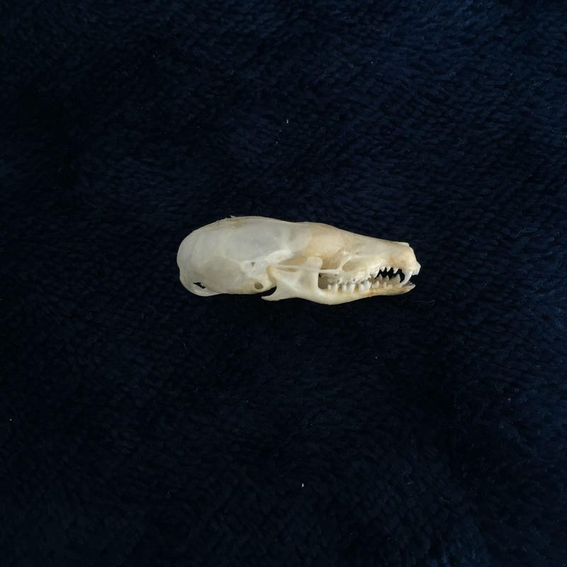 Mole Skull - Etsy UK