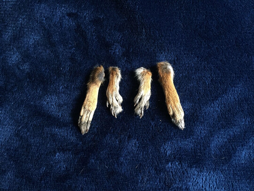 Complete Set of Squirrel Paws, Ideal for Crafting, Jewellery,display ...