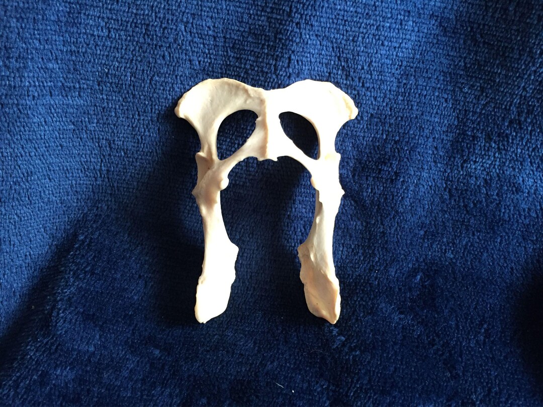 Pelvic Bone of a Rd Fox,vulpes Vulpes,hand Finished Quality,carnivore ...