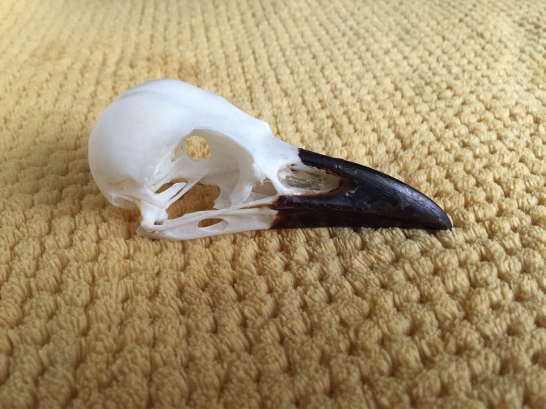 Complete Carrion Crow Skull,hand-finished,high ,black Beak Sheath ...