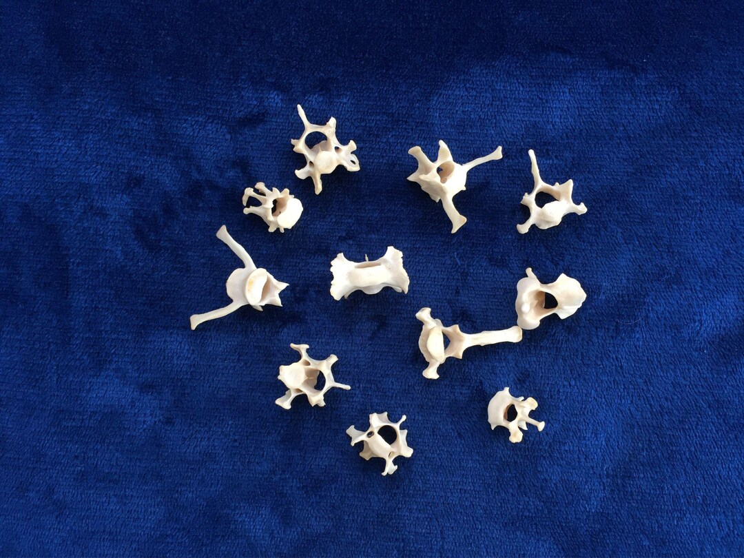 Eleven Red Fox Spine Bones,genuine Carnivore Bones,collector of ...