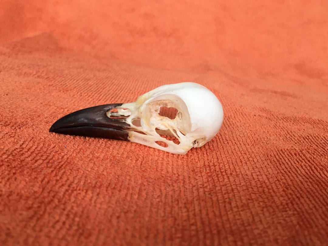 Complete Magpie Skull,black Beak Sheath, Hand Finished, Taxidermy ...