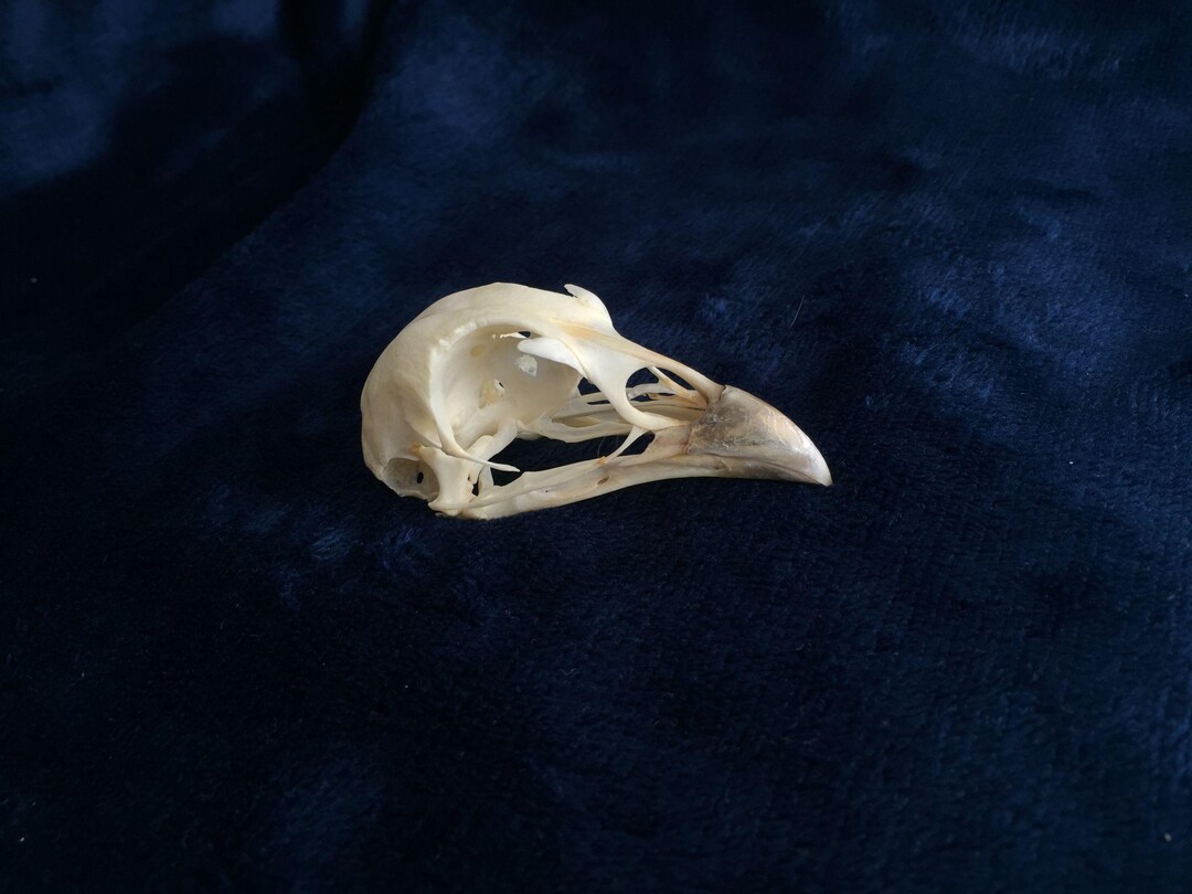 Complete Pheasant Skull,beak Sheath,ringneck,hand Finished,high Quality ...