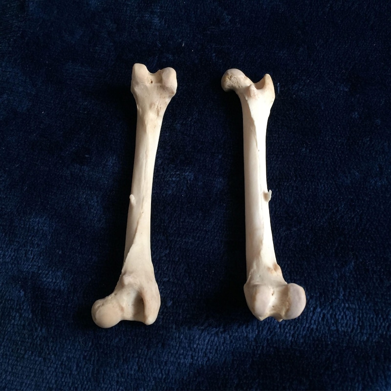 Animal Bones Femur - Etsy UK