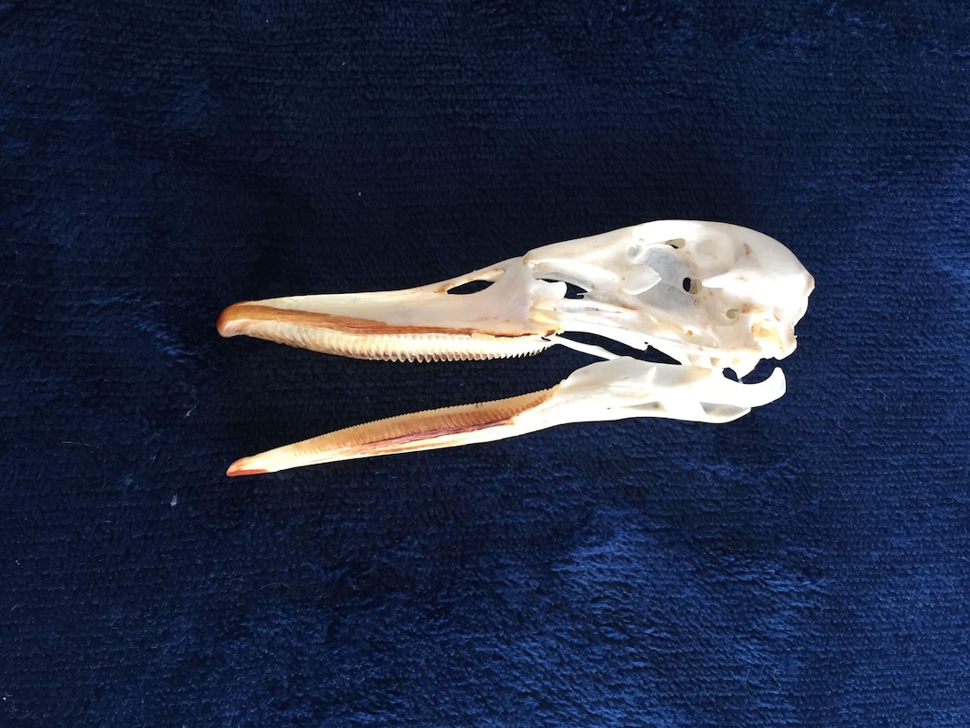 Complete Mallard Skull,beak Bump,mouth Filtering Parts,hand Finished ...