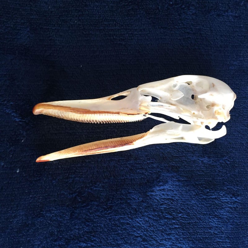 Duck Skull - Etsy UK