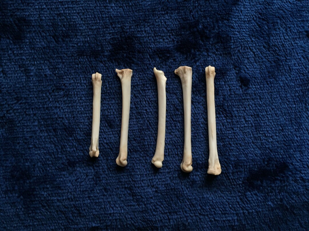 Five Red Fox Foot Bones,ideal for Jewellery, Crafts ,collecting or ...