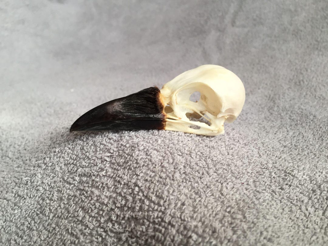 Complete Carrion Crow Skull With Nasal Feathers,high Quality,black Beak ...