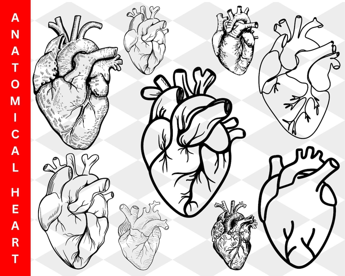 Anatomical Heart Svg, Human Heart Svg, Medical Svg, Doctor Svg, Heart ...