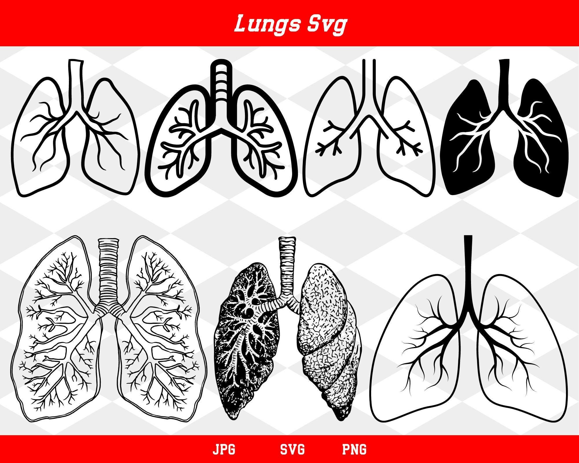 Lungs Svg, Human Lungs Svg, Lungs Silhouette, Lungs Clipart ...