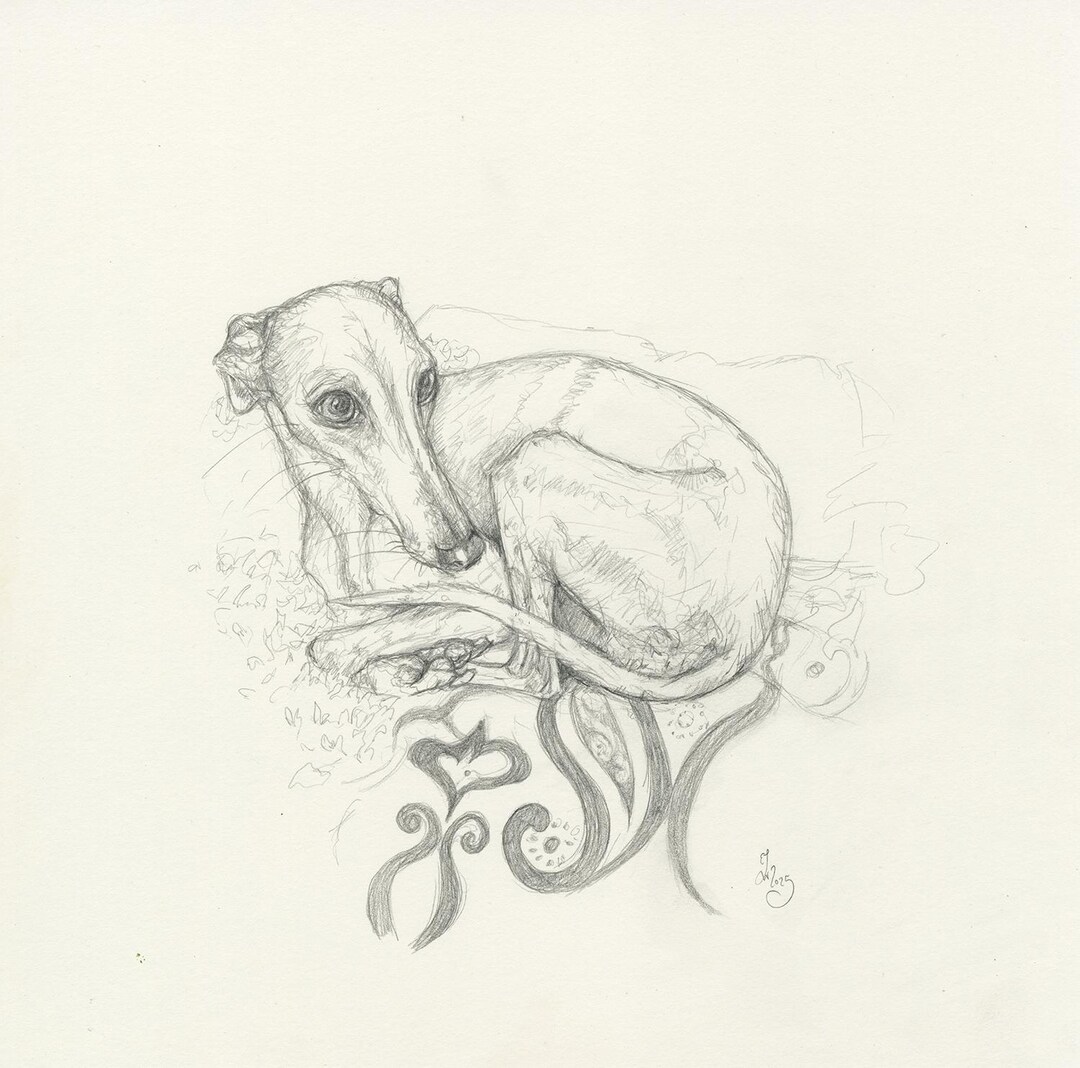 ORIGINAL Whippet Pencil Sketch, Dog Art, Dogs, Sighthound - Etsy