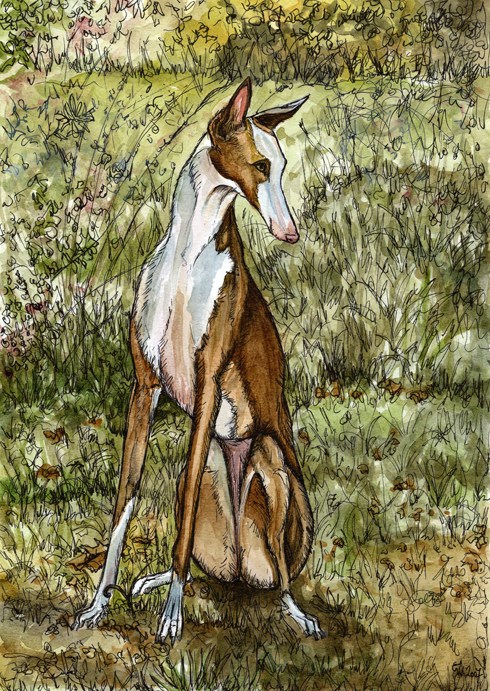 Ibizan Hound Dog Print- 5 X 7 Inch - Etsy