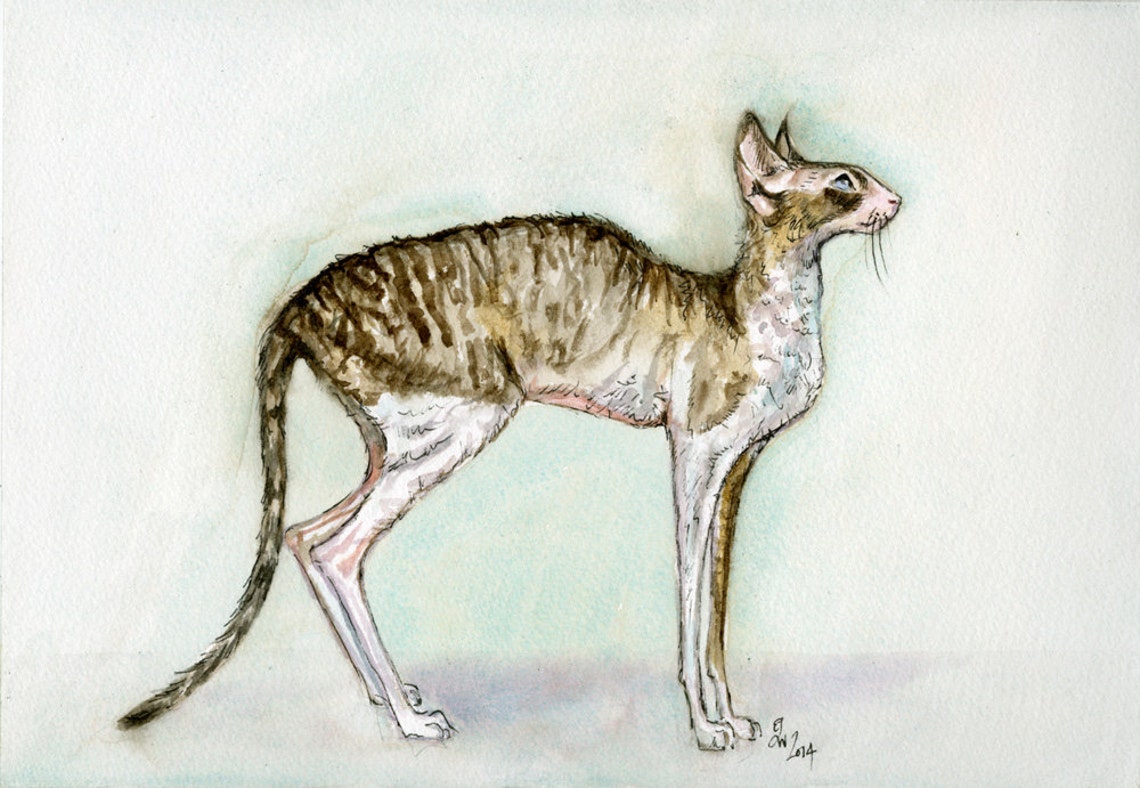 A Little Cornish Rex Cat Art Print - Etsy