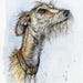 Whippet Art Print - Etsy