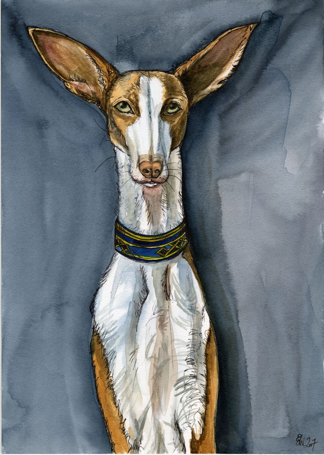 Ibizan Hound Dog Print- 5 X 7 Inch - Etsy