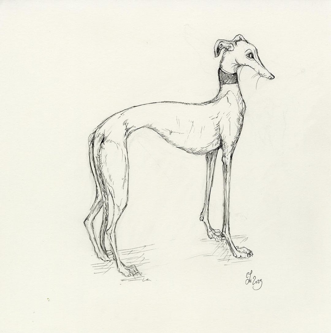ORIGINAL Whippet Ink Pen Sketch - Etsy
