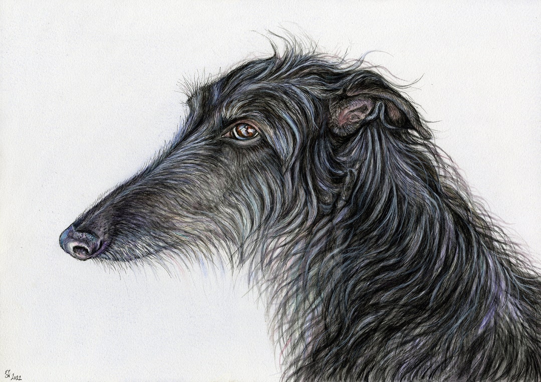 A Discerning Moment - DEERHOUND- Dogs, Dog Art, Sighthound, Giclee Print, Dog Portrait - Etsy