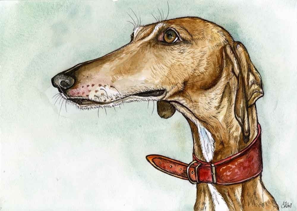 Of Guarded Demeanour Azawakh Dog Art Print - Etsy