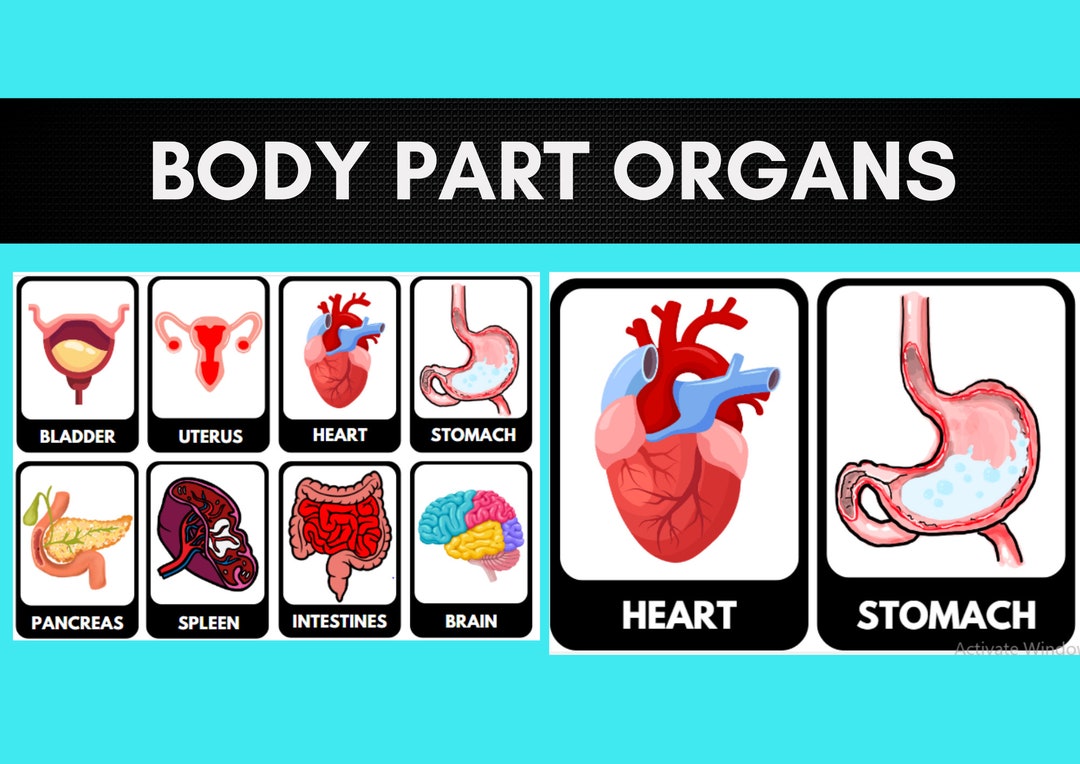 Body Part Organs (with PHOTOS) Flash Cards | Bulletin Board - Etsy