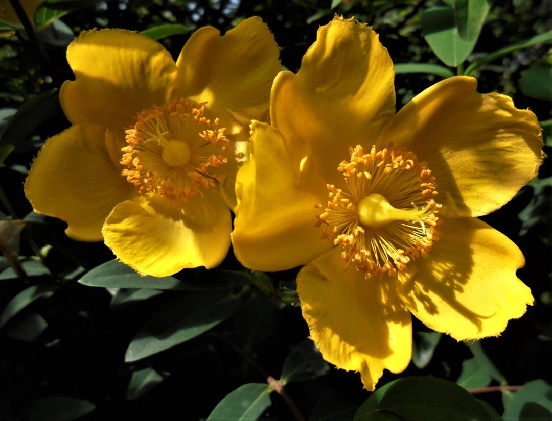 Hypericum Flowers - Etsy