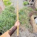 Handmade Yew Wood English Longbow: 52 Lb Draw - Etsy