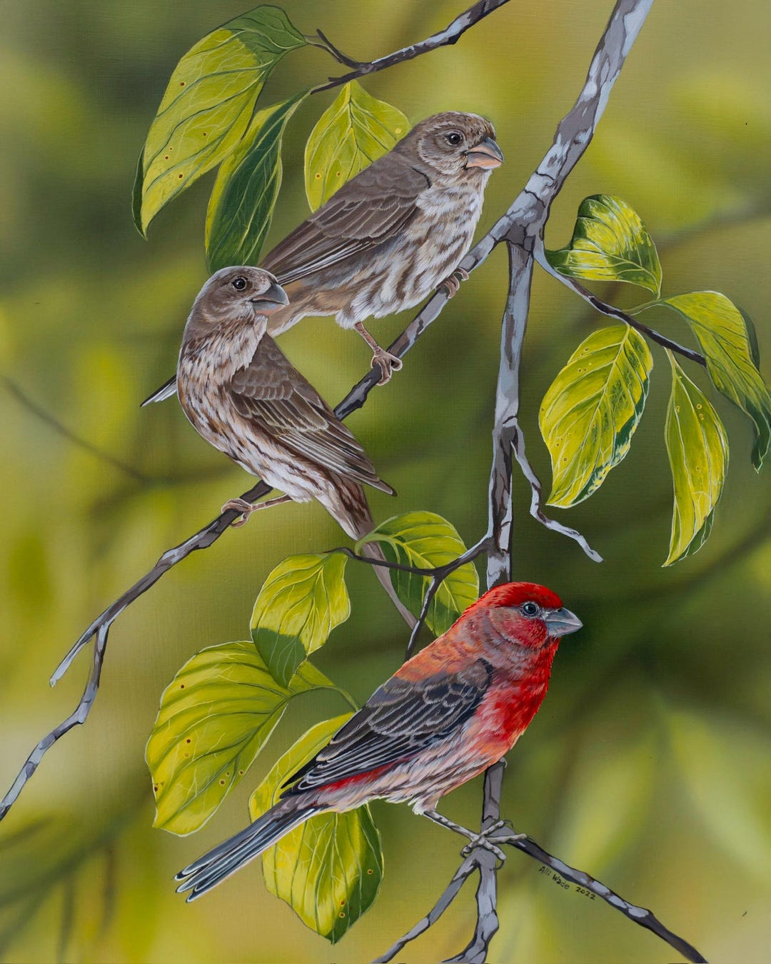 House Finch Trio – Fine Art Bird Print | Acrylic Painting by Alli Wade ...