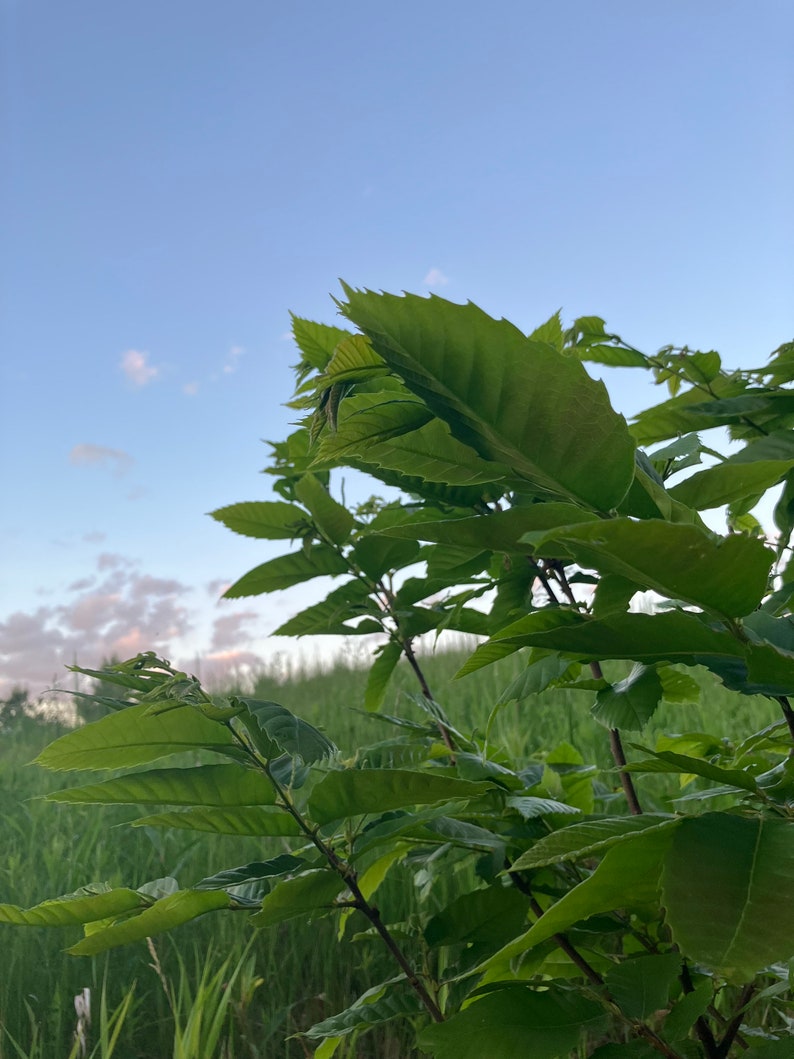 FREE SHIPPING! 10 for 65 Dollars, Red Fern Farm Chinese Chestnut Trees ...