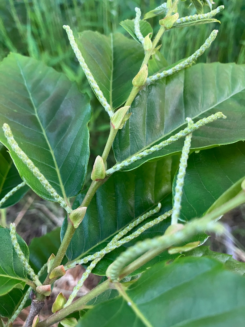 FREE SHIPPING! 10 for 65 Dollars, Red Fern Farm Chinese Chestnut Trees ...