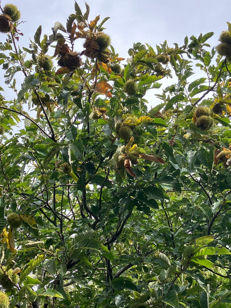 FREE SHIPPING! 10 for 65 Dollars, Red Fern Farm Chinese Chestnut Trees ...