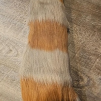 Tanooki - Etsy