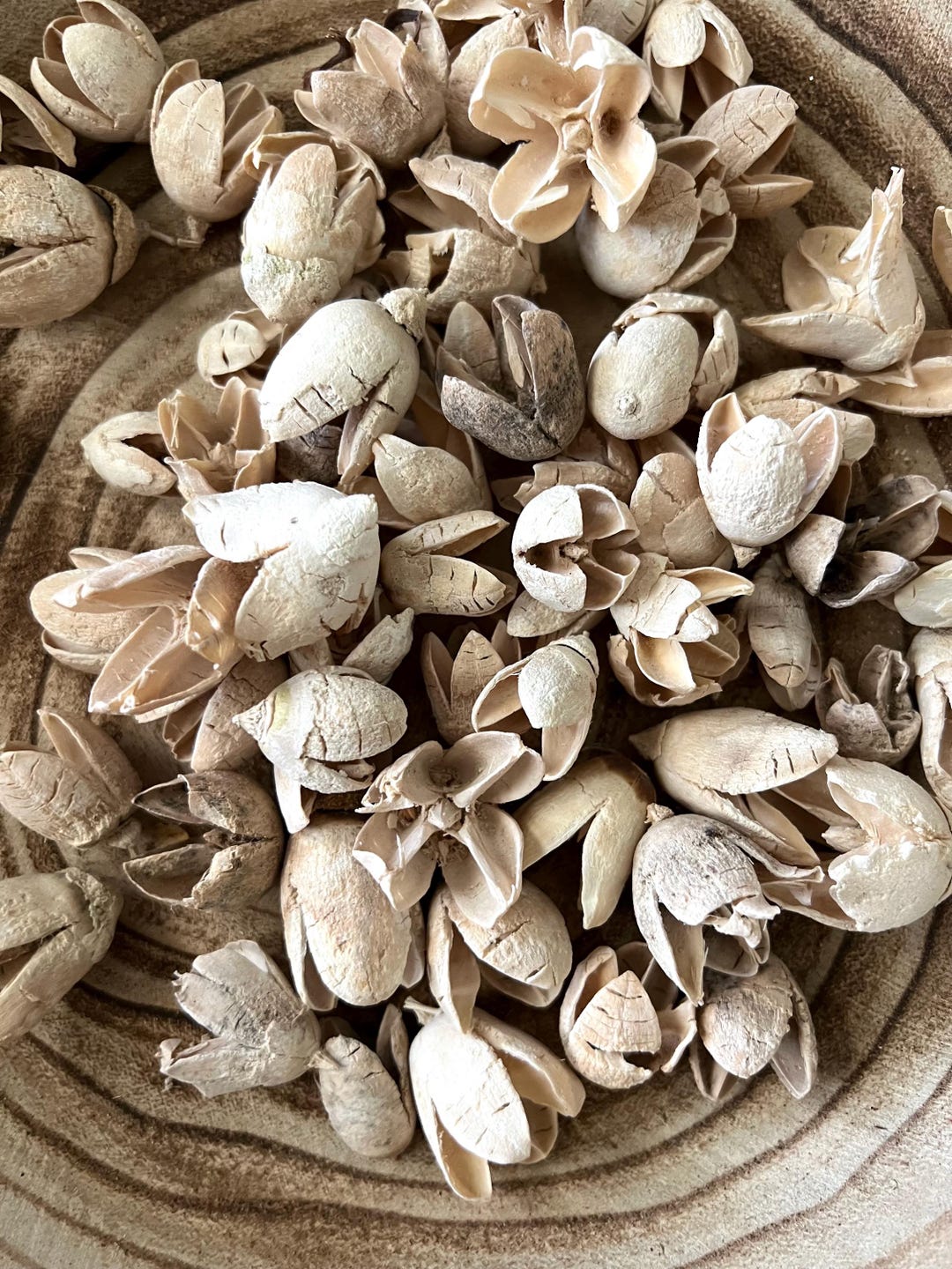 Bleached Bakuli Pods DIY Potpourri Supplies Bowl Filler Unscented ...