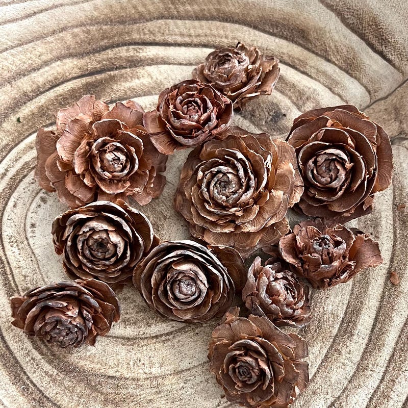 Cedar Rose - Etsy