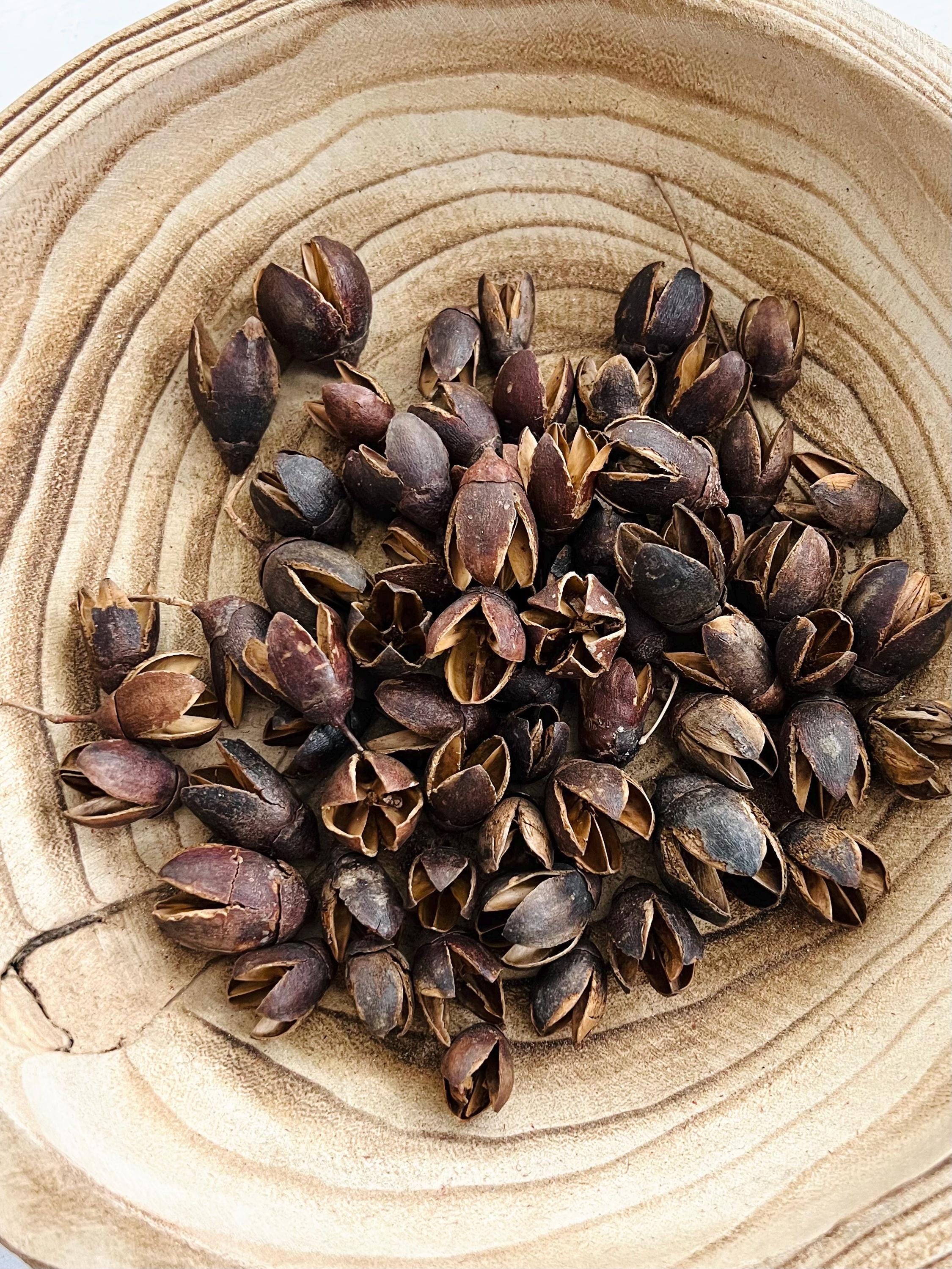 Natural Bakuli Pods | Dried Botanicals | DIY Potpourri Supplies ...