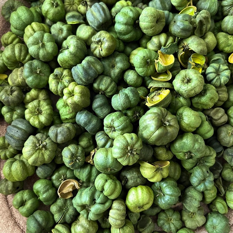 Putka Pods - Etsy
