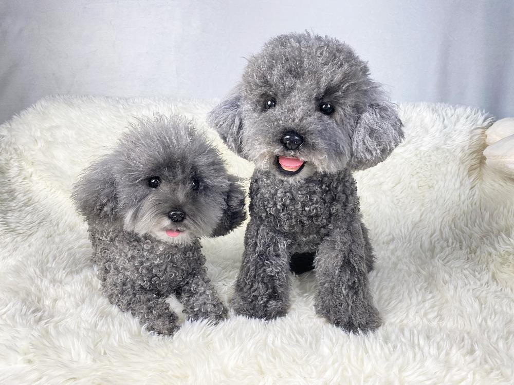 Custom Life Like Dog Plushie Clone - Etsy