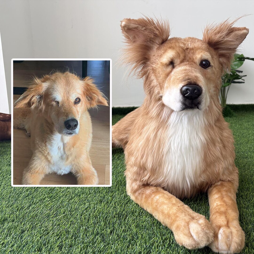 Custom Life Like Dog Plushie Clone - Etsy